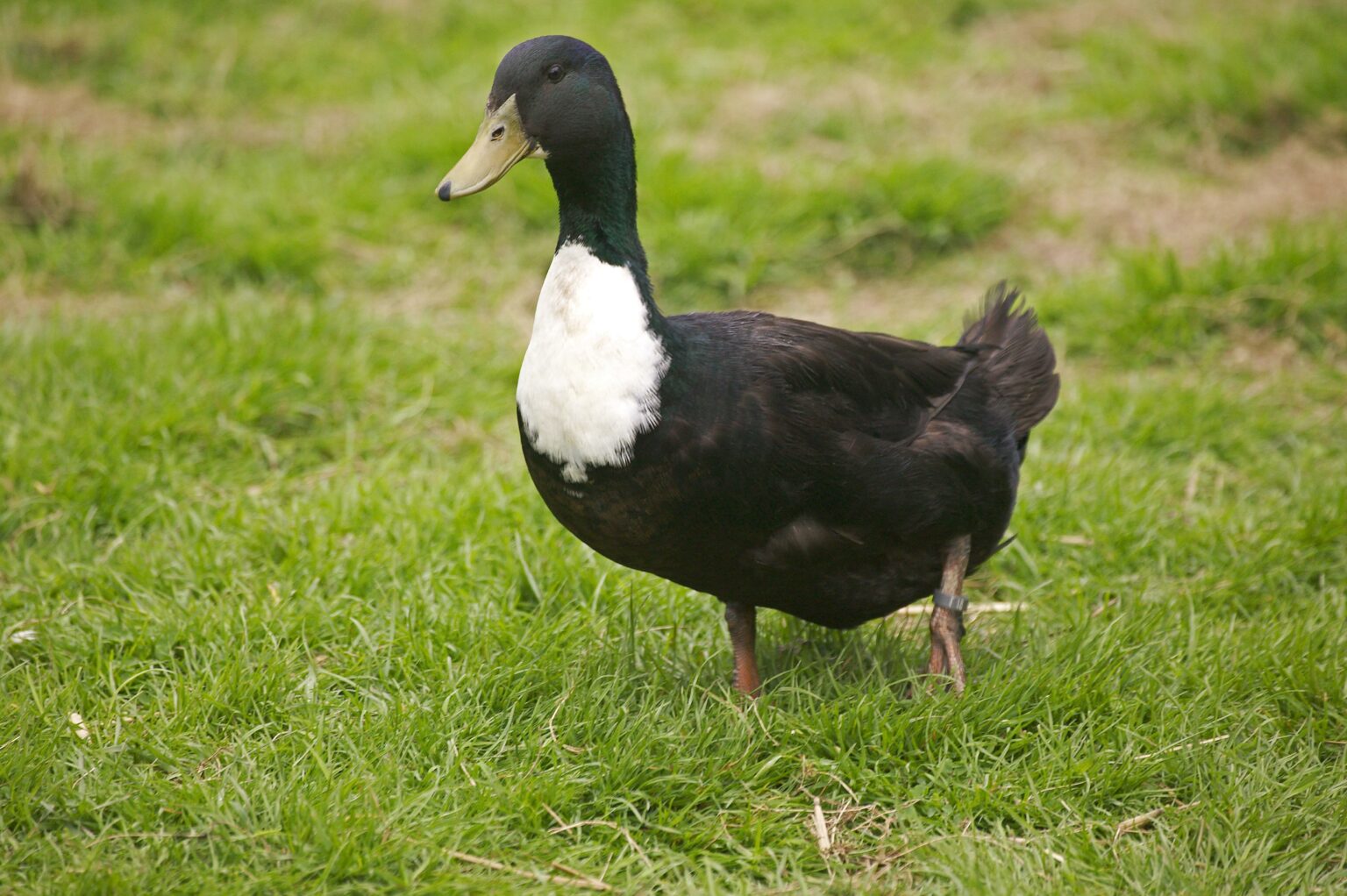 The Duclair Duck - Backyard Poultry